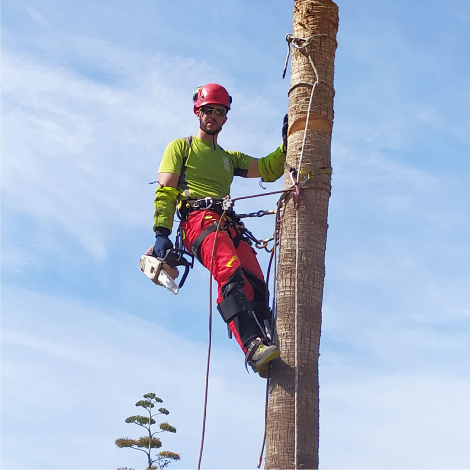 Proceso de poda controlada de palmera. | Trepa-Podas